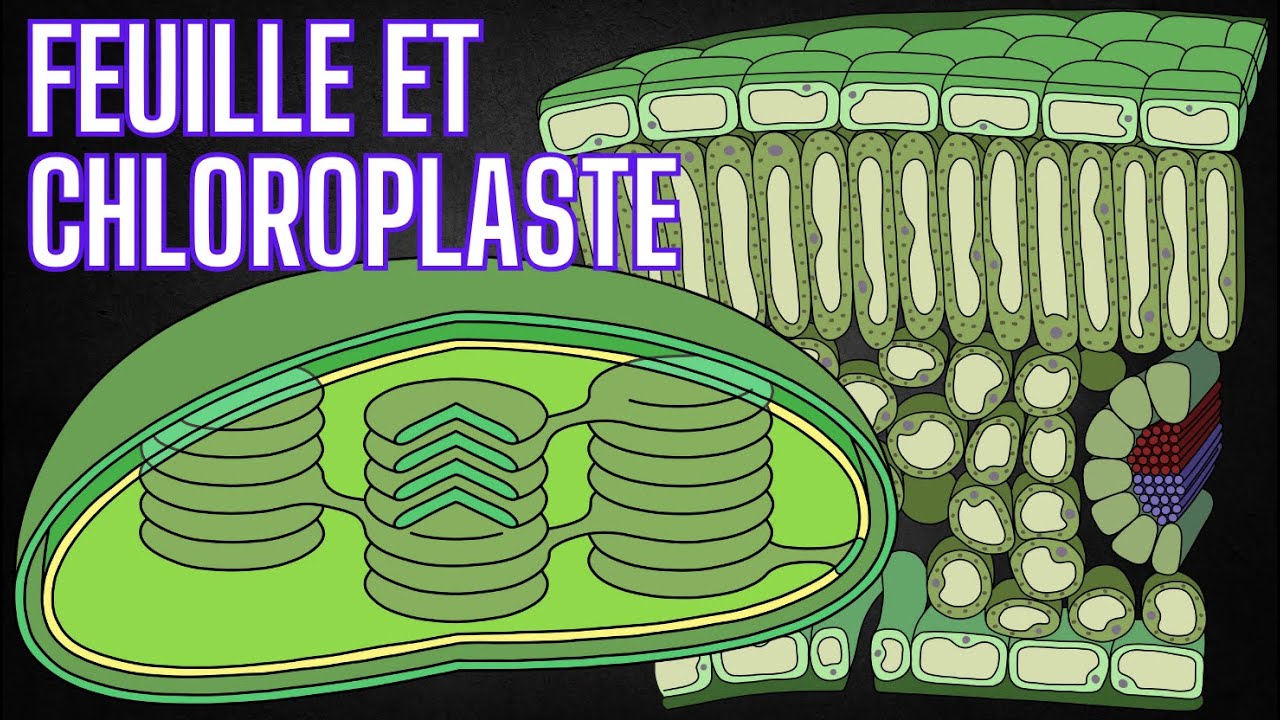 Feuille et chloroplaste | La photosynthèse (1⁄4) - YouTube