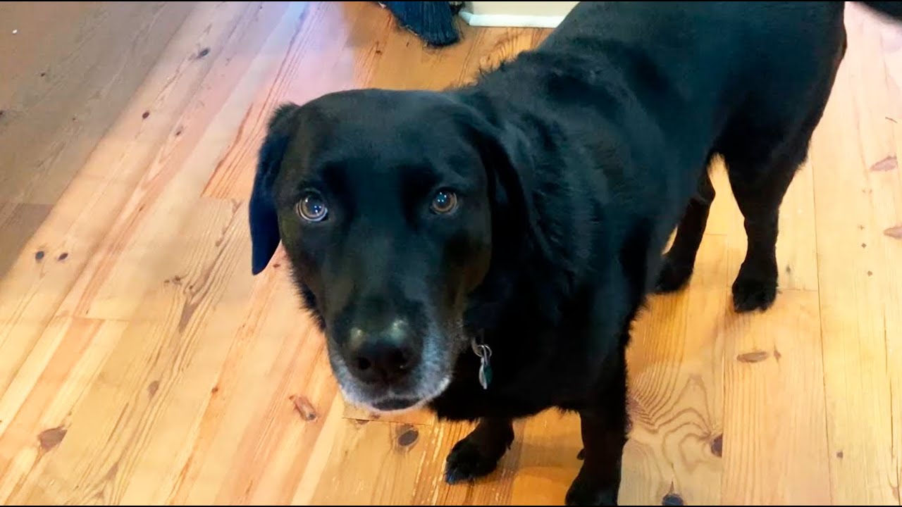 Shadow Wants All the Pets He Can Get - YouTube