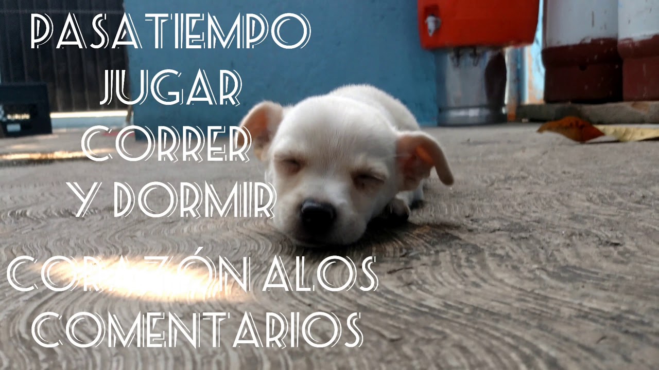 Mi nueva mascota 😁👍 copito el perrito más bonito 😍😘🤩 - YouTube