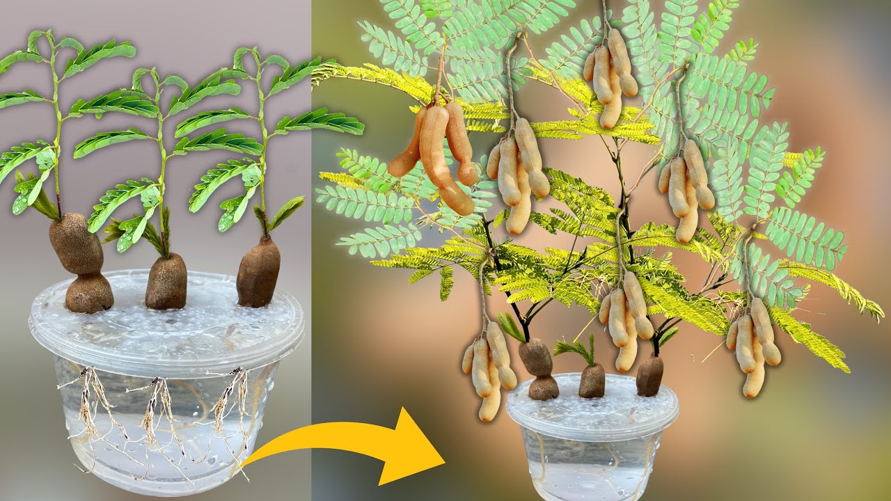 How To Grow Tamarind Tree From Tamarind Fruit | How To Grow Imli Plant ...