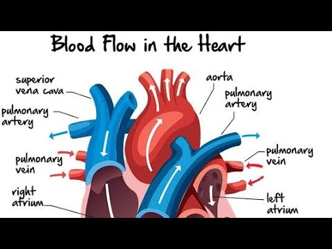 Blood circulation of heart in 3d animation - YouTube