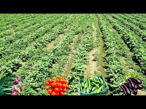 Intercropping Farming: mixed cropping & Raw planting of cucumber ...