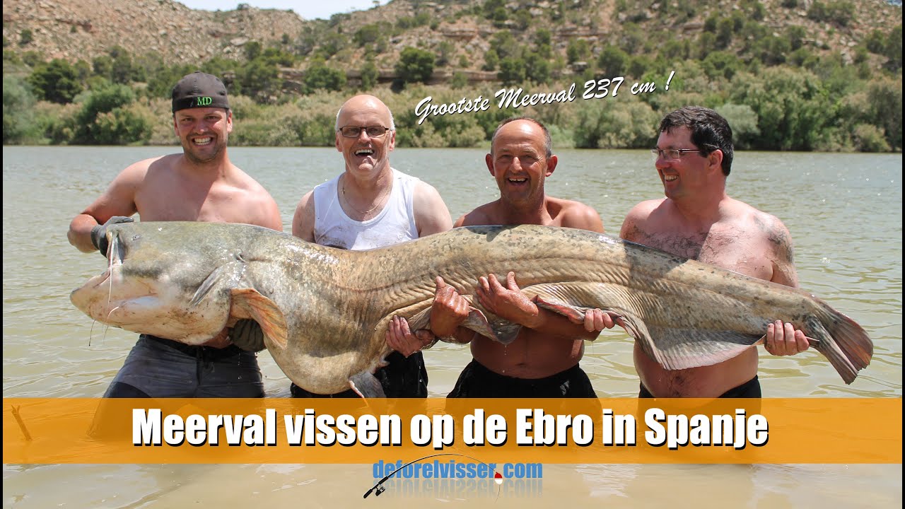 Meerval vissen op de Ebro in Spanje; Meerval van 237 cm - YouTube