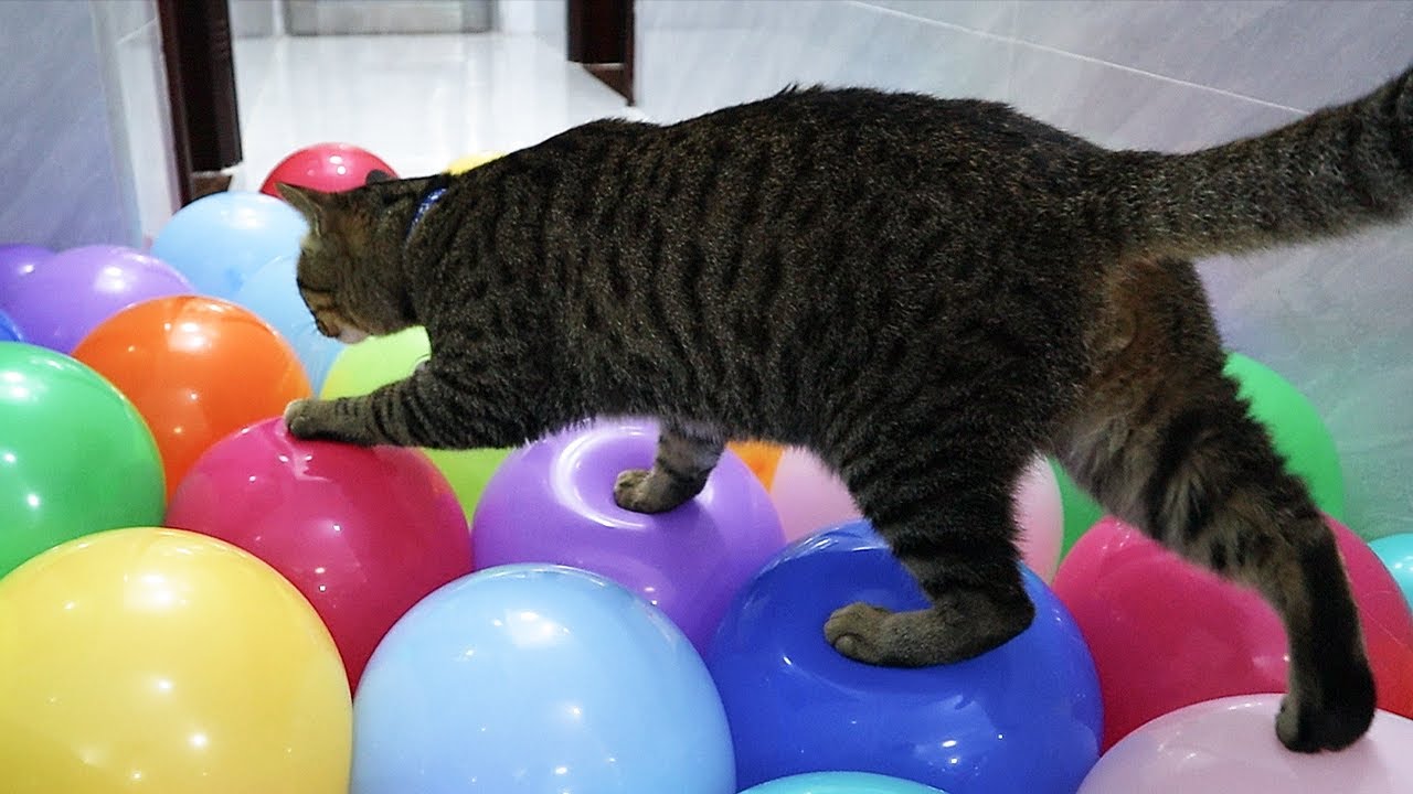 What happens when a cat walks on a balloon? - YouTube