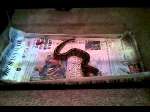 Baby Ball Python Eats Live mouse in seconds!!!!! - YouTube