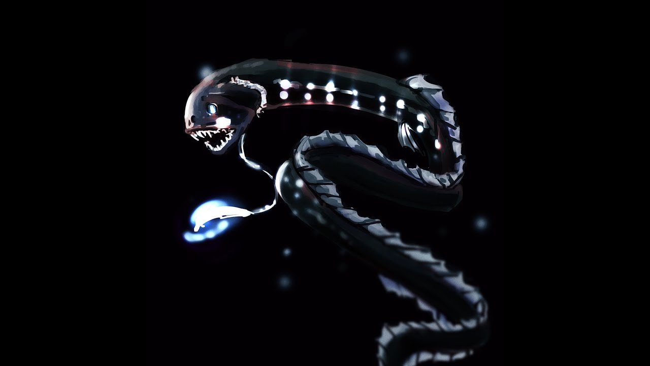 The Mysterious Female Black Dragon Fish - YouTube