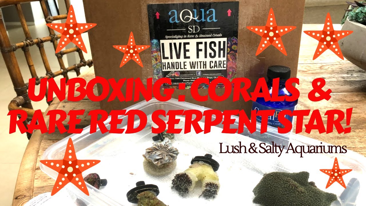 Unboxing: super corals and rare sea star! - YouTube