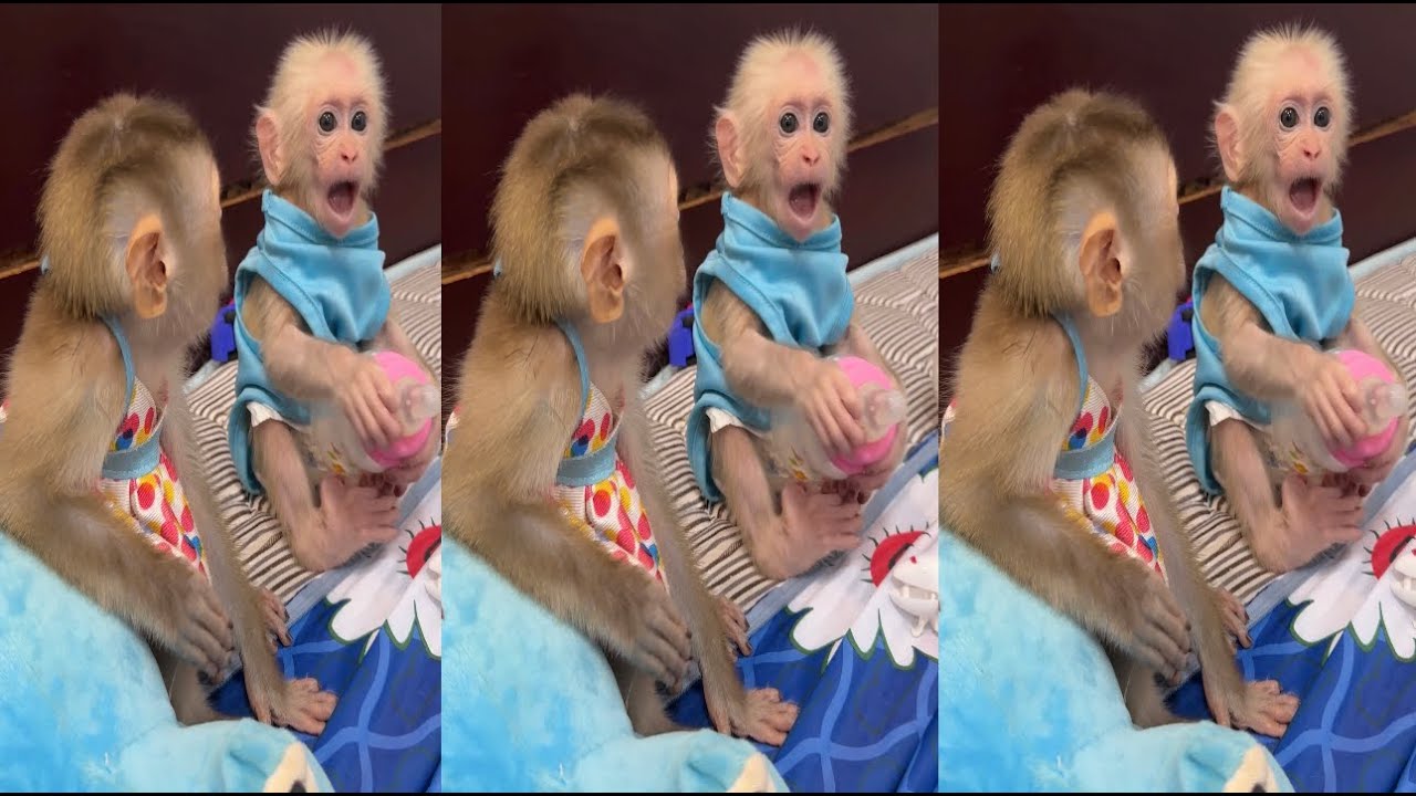 Baby monkeys happy to play in the house - YouTube