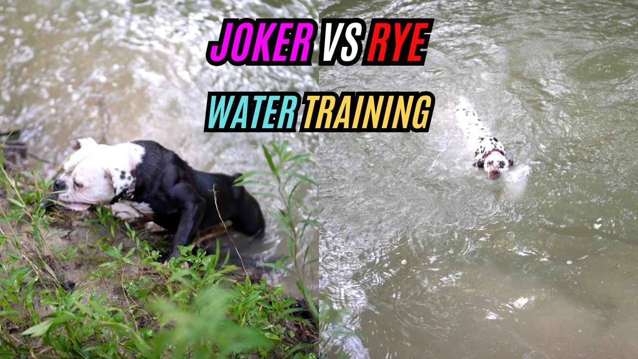 Joker vs Rye: Water Training - YouTube