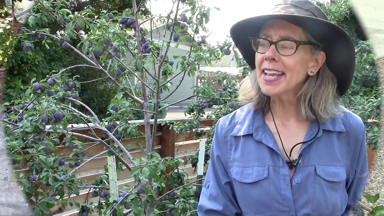 Lisa Easton's Metallica Garden - YouTube