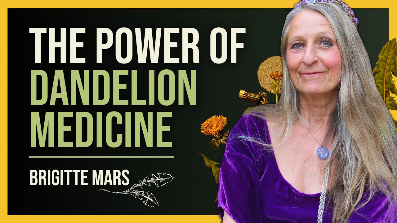 Dandelion Medicine: Forage, Feast & Nourish Yourself | Brigitte Mars ...