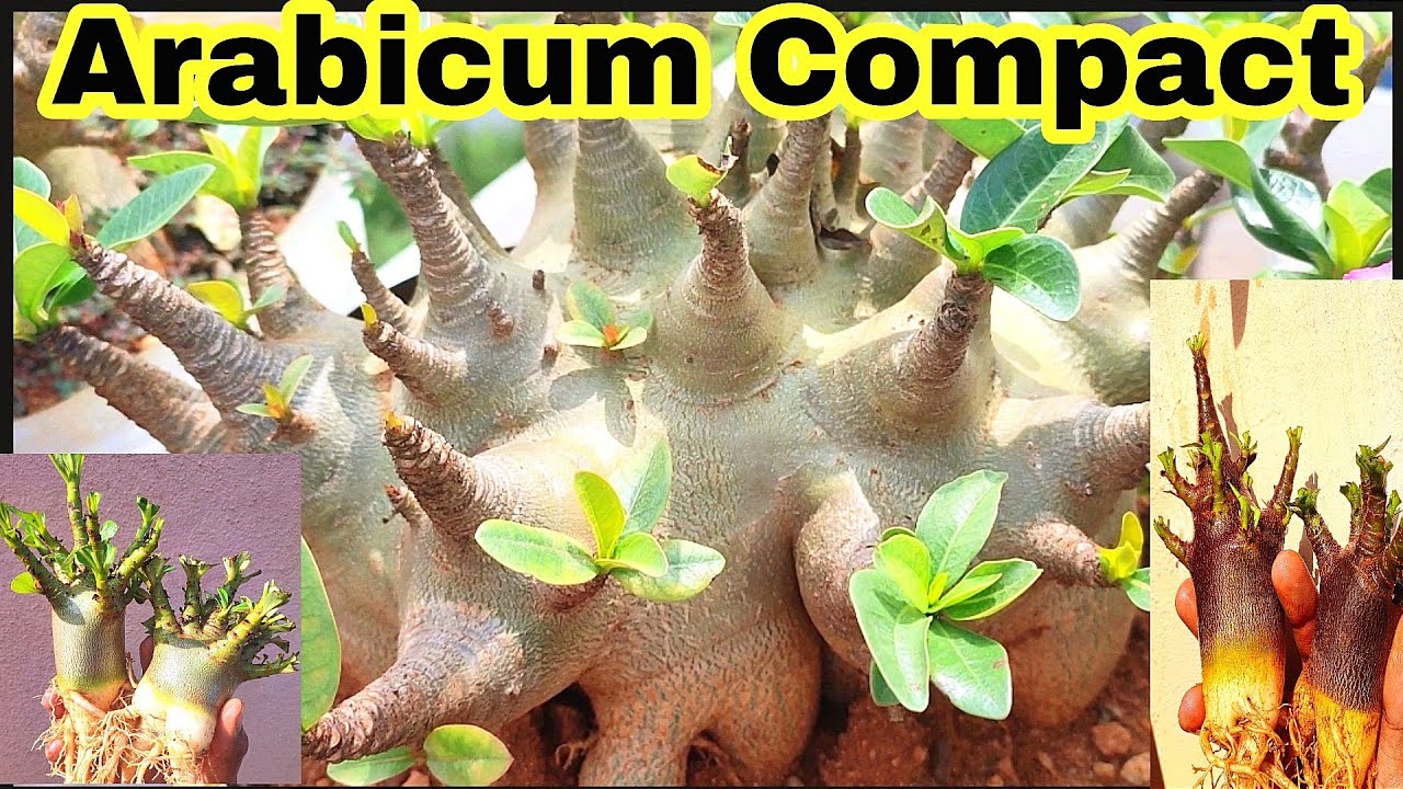 Adenium Compact Variety Arabicum - YouTube