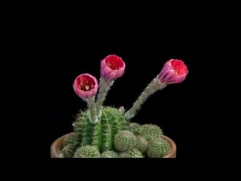 İLAHİ==ESMAÜL HÜSNAALLAHIN  99 adı