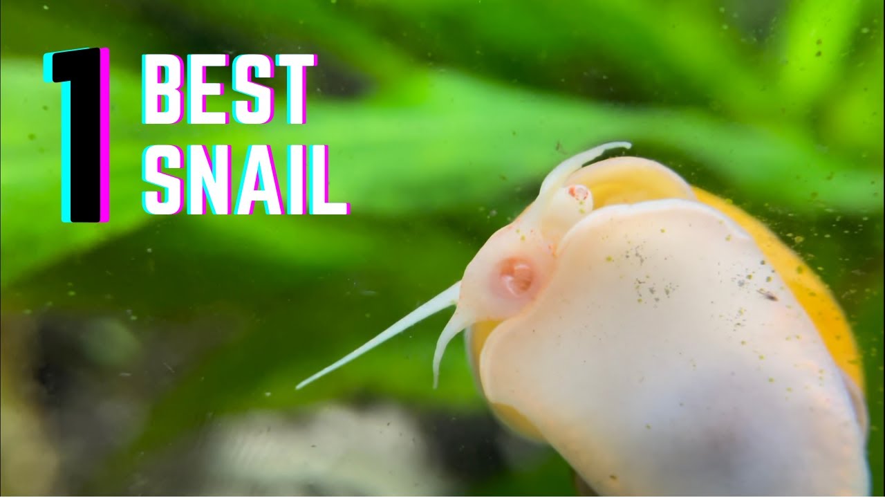 Why These Snails Are The Best Shrimp Tank Mates! 🐌 🦐 - YouTube