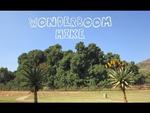 Wonderboom - YouTube