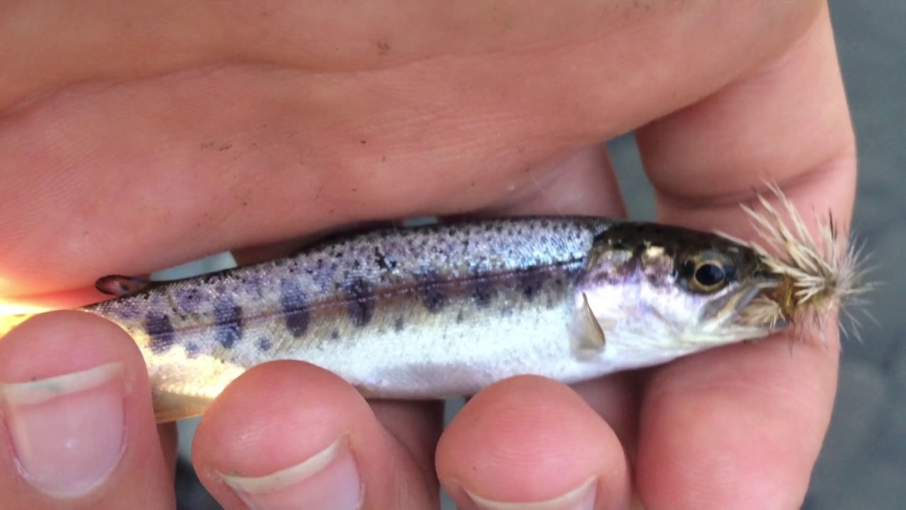 Fly fishing vermont streams for rainbows and brook trout-gopro - YouTube