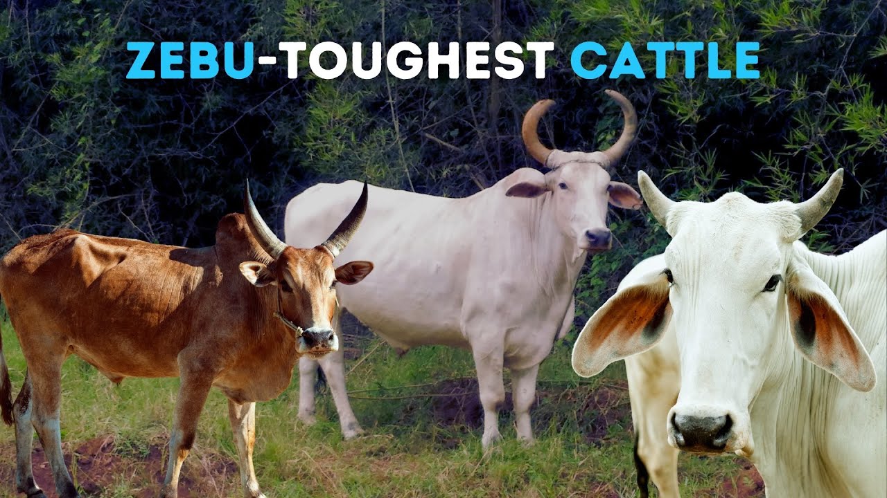 Discover the Fascinating World of Zebu Cattle - YouTube