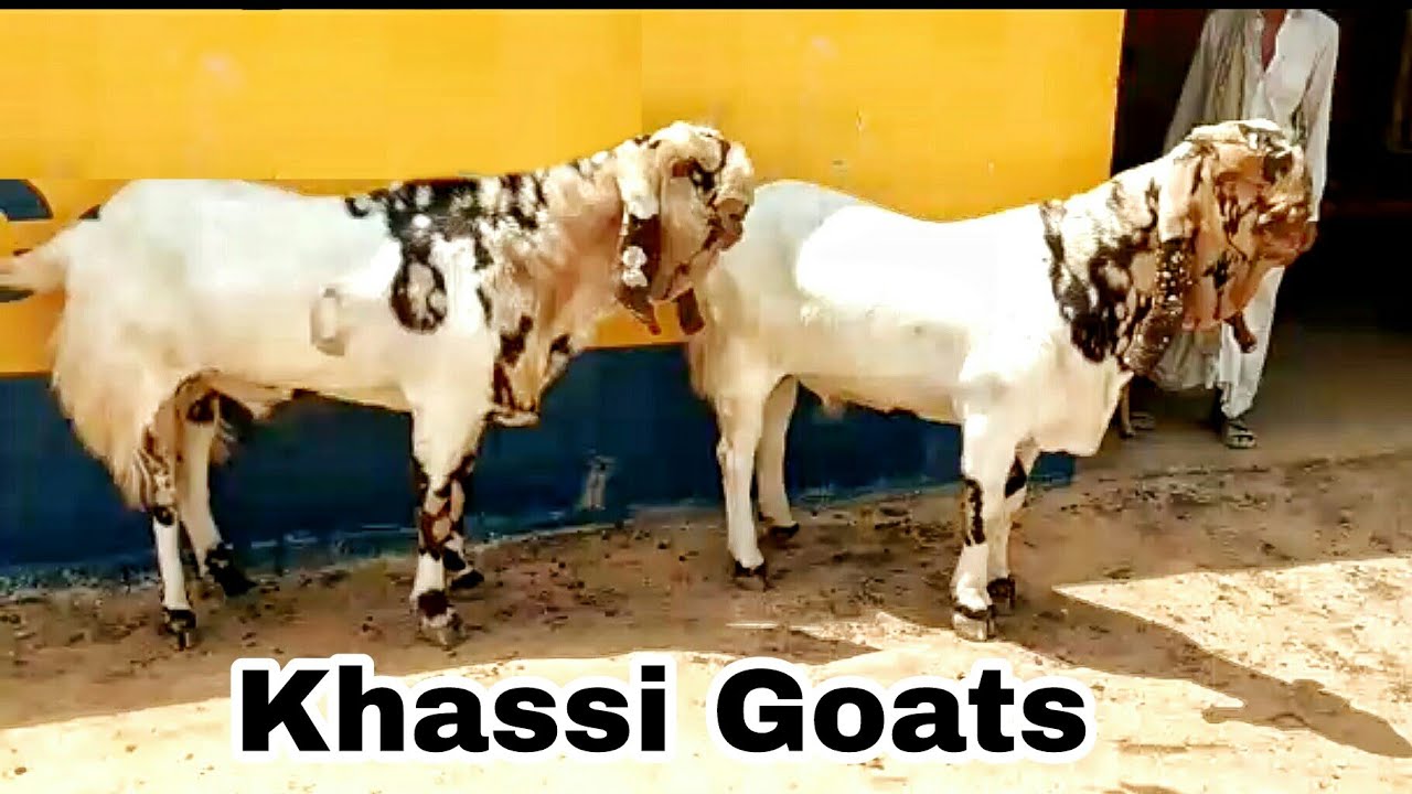 Best Khassi Goats For Eid 2018 🐐 - YouTube