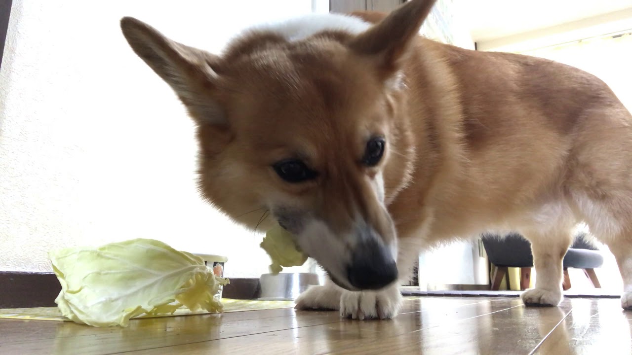 キャベツ大好き💛コーギー犬 ! （10） I love cabbage ! Welsh Corgi - YouTube