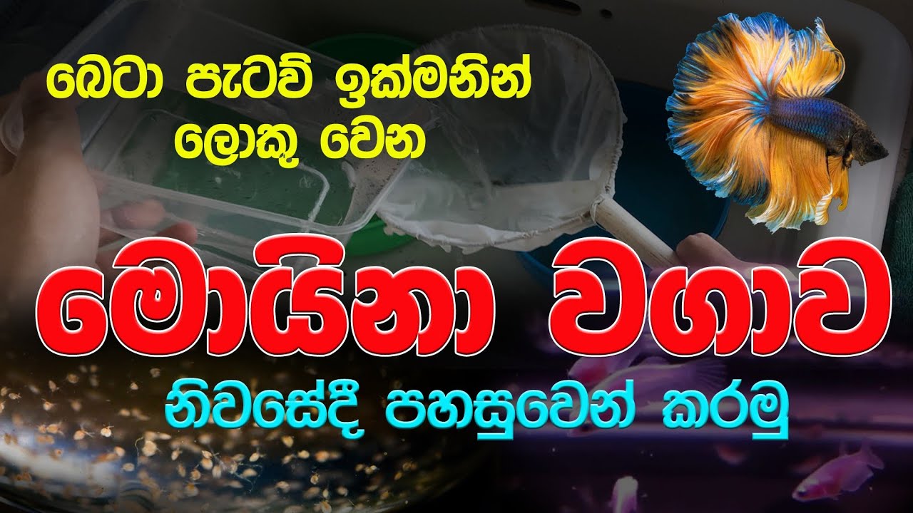මොයිනා වගාව පහසුවෙන් කරමු | How grow moina at home | Betta fry fastest ...