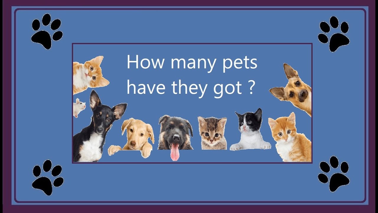 clmpp36 How many pets have they got ? - YouTube