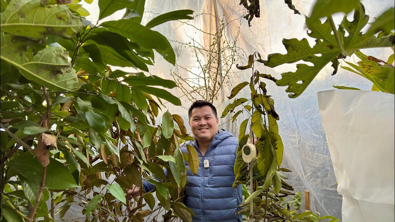 What Month Long Frost and Cold Temperature Does to Tropical Fruit Trees ...