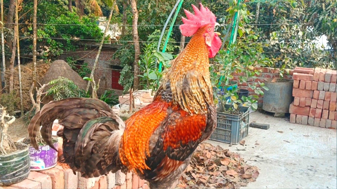 rooster crowing competition - YouTube