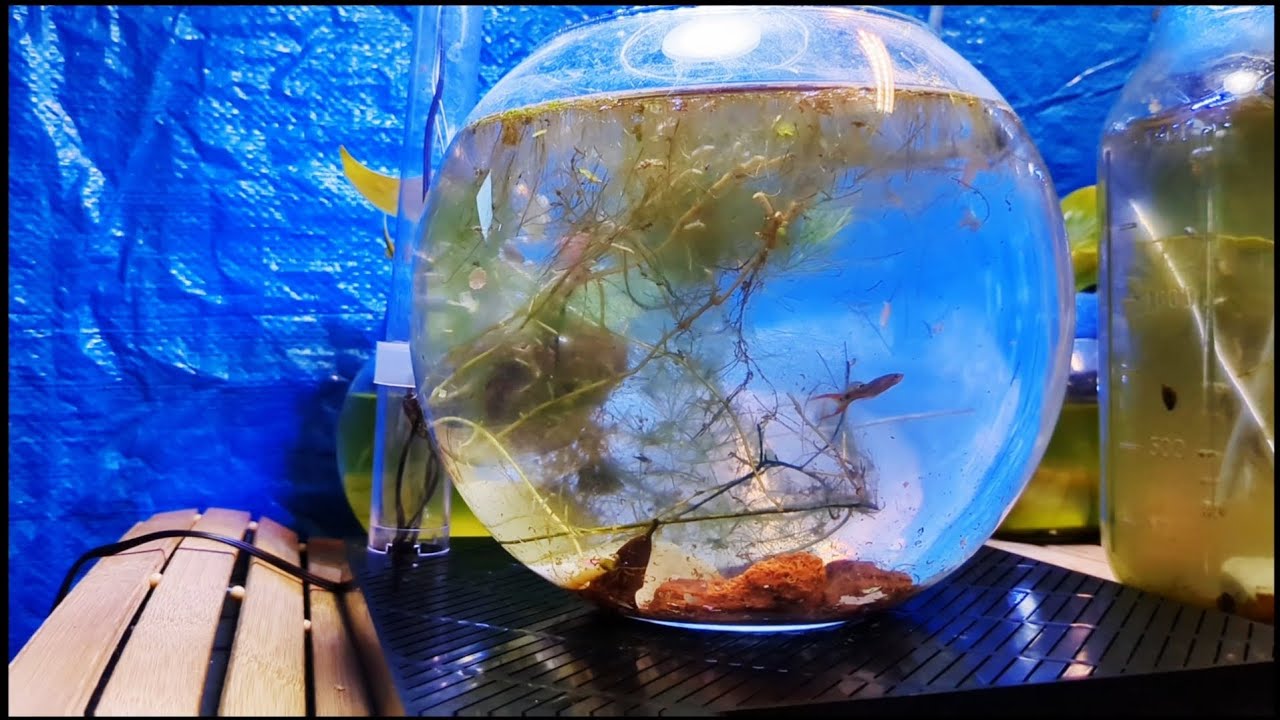 Pond Sphere Guppy Fish Bowl: No Filter Aquarium - YouTube