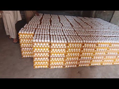 The Egg || Egg Commission Agent || Egg Supplier || Kamalia Egg Market ...