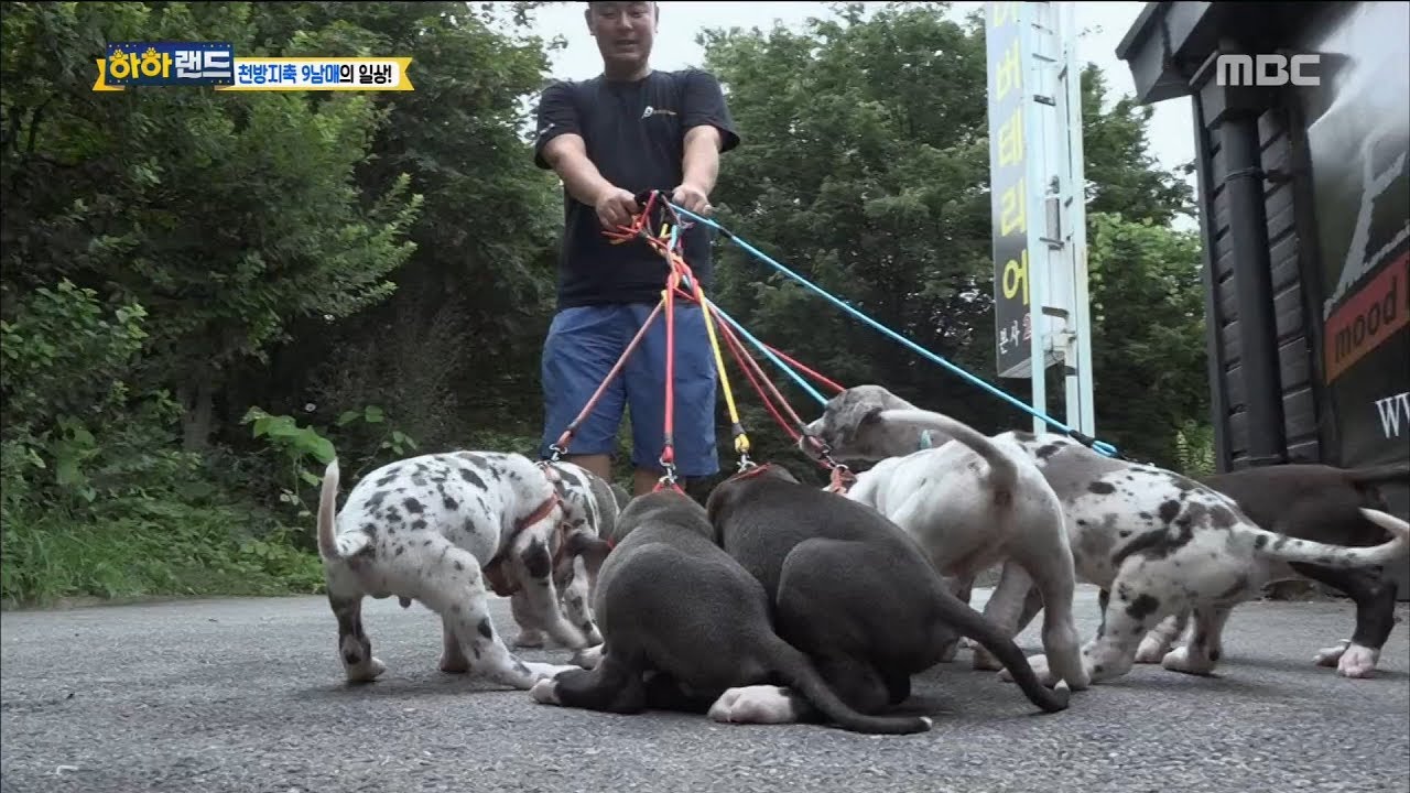 [Haha Land] 하하랜드 - 9 The first walk of siblings, can we go? 20170906 ...