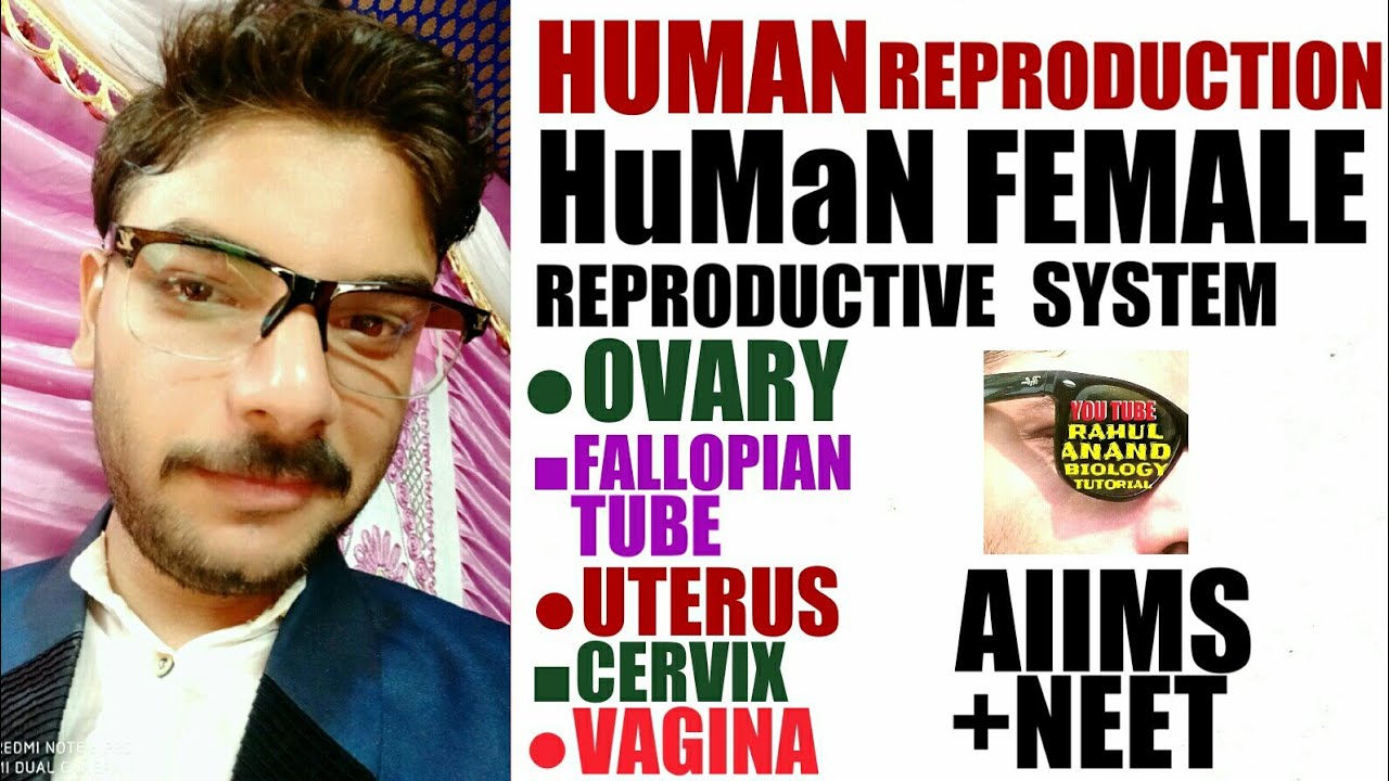 Female Reproductive System|Human Reproduction|Rahul anand Biology ...