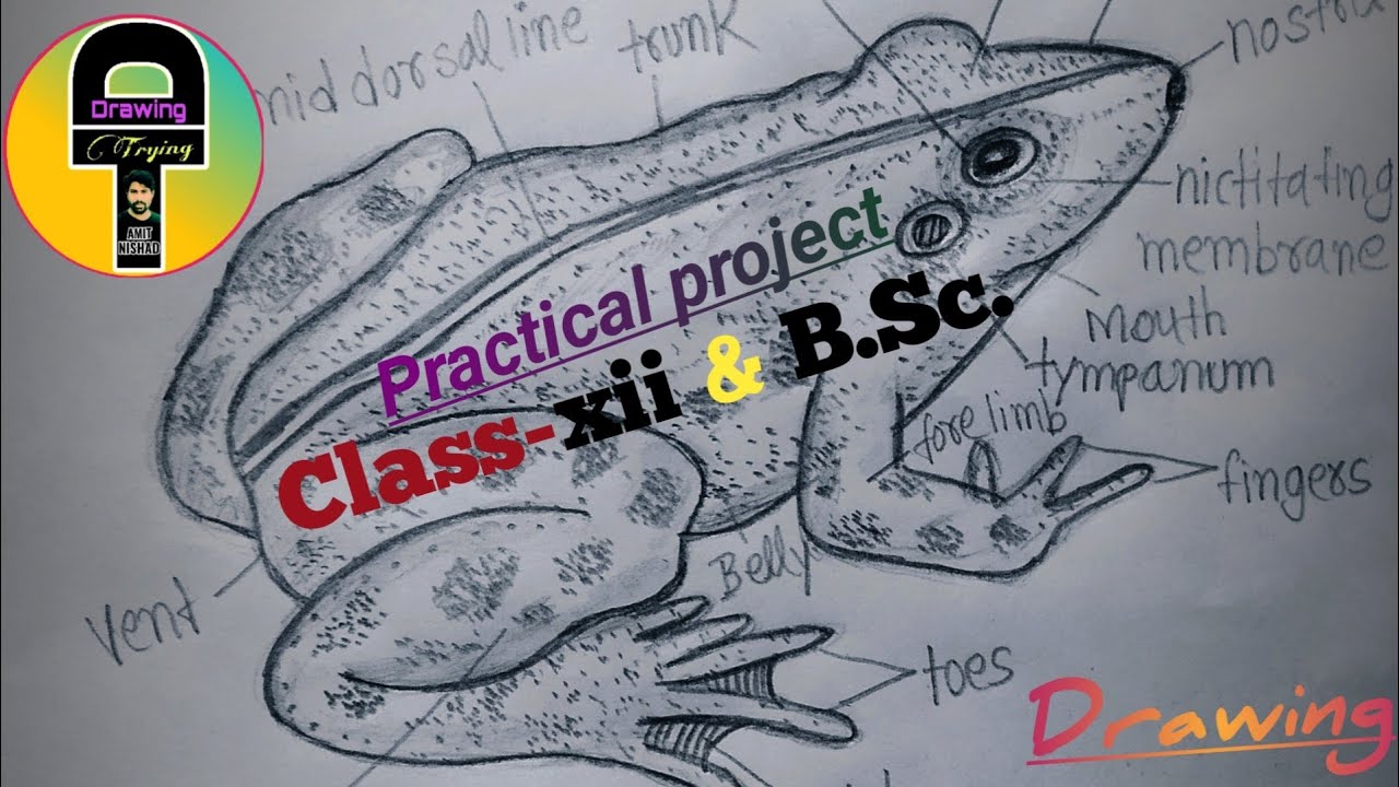 How to make frog🐸drawing, frog, frog kaise banaye, medhak banana sikhe ...
