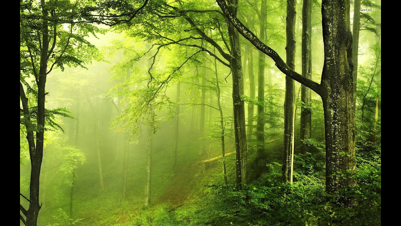 Forest - YouTube