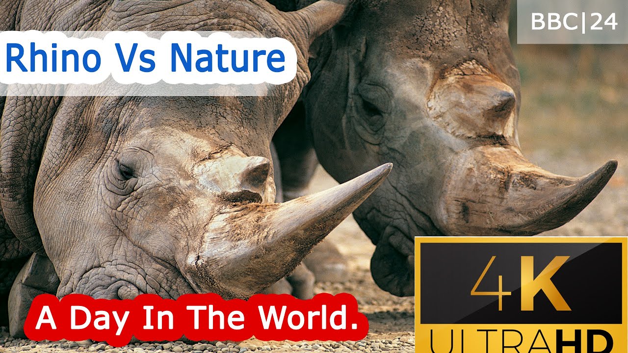 🦏 Rhino Power: The Gentle Giants of the Wild""The Last Giants: Saving ...