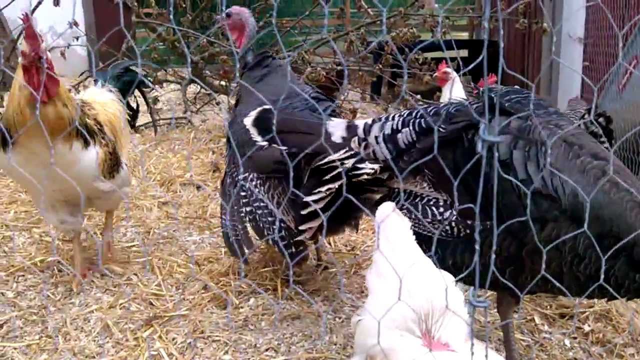 New turkys meet the chicken pack. Rooster and turky fights over the ...