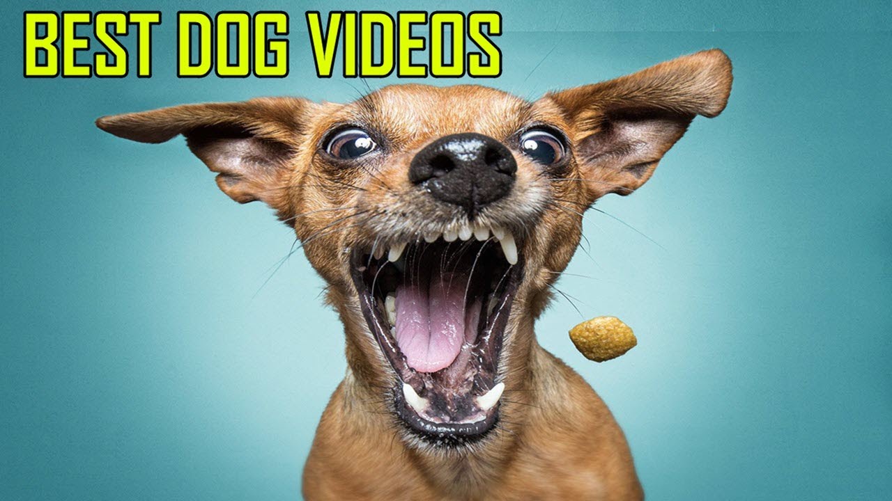 The Best Cute and Funny Dog Videos This Week! 🐶- Best DOG VIDEOS - YouTube