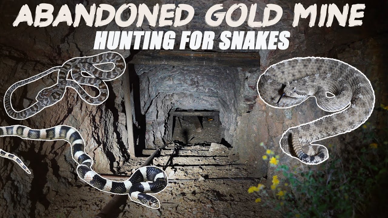 Searching for Snakes Near an Abandoned Gold Mine! - YouTube