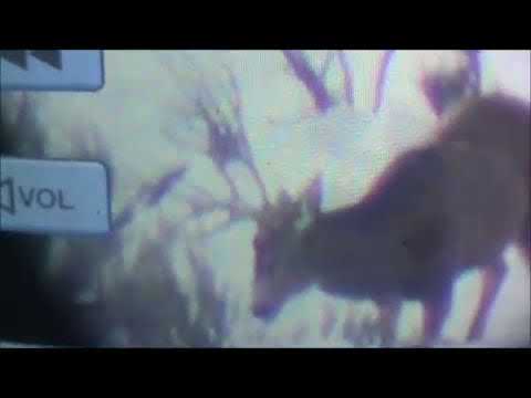 Unit 2B bow hunting New Mexico - YouTube