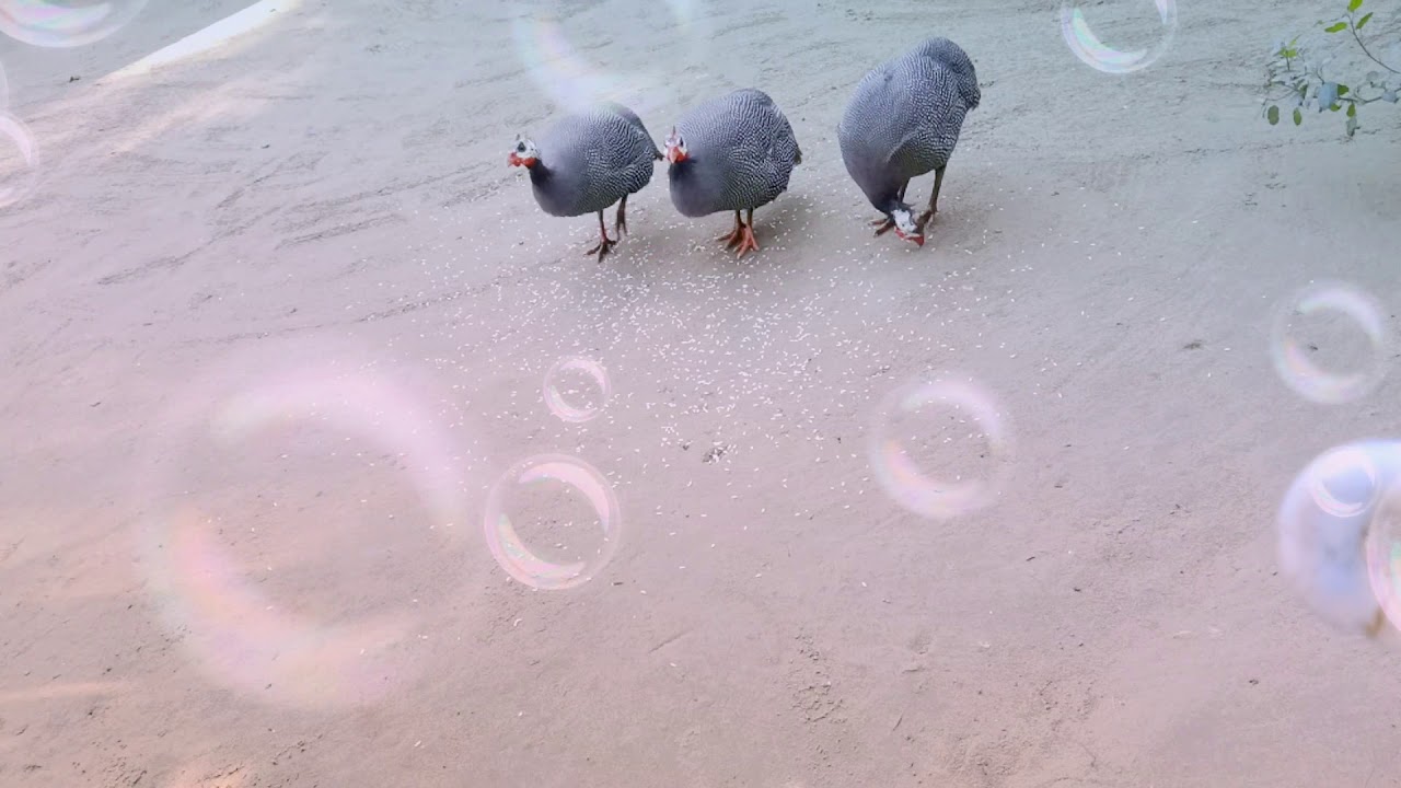 Domestic tarki bird - YouTube