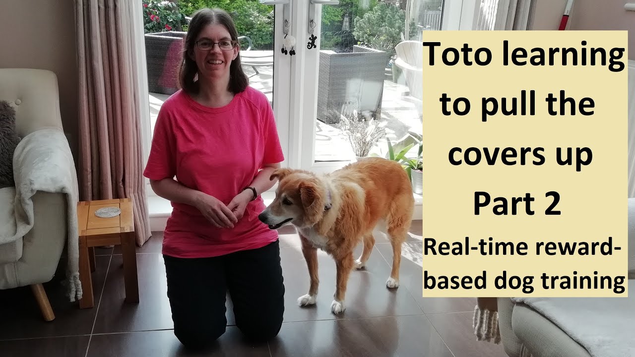 Toto learning to pull the covers up – part 2. Real-time reward-based ...