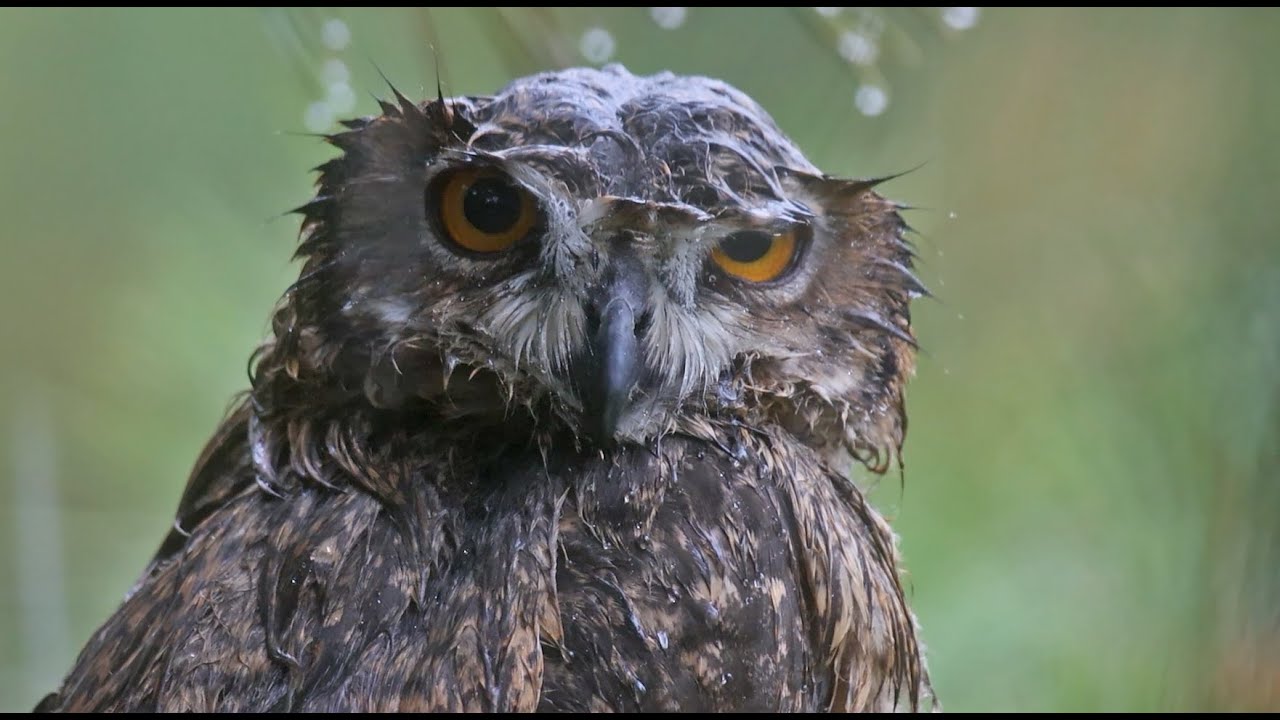 Korea owl 부엉이 - YouTube