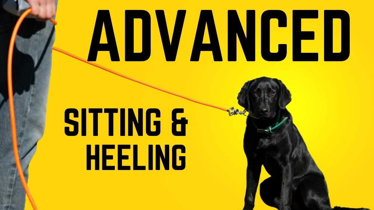 Advanced Obedience Behaviors | Retriever Training - YouTube