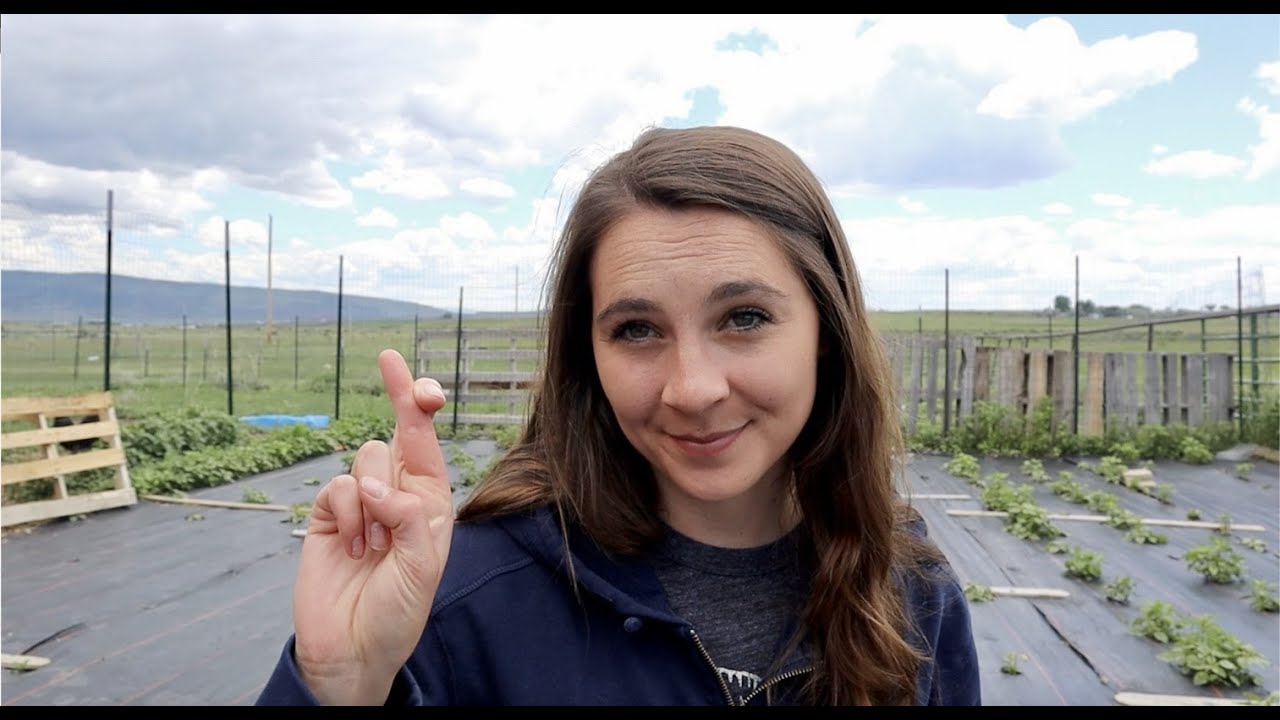 How to build a pig proof fence and garden automatic watering system ...