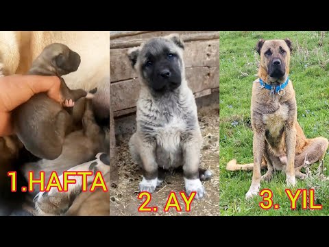 EFSANE TYSON`UN DOĞUMUNDAN ŞİMDİKİ HALİNE KADAR YAŞADIĞI MACERALAR. ONU NASIL YETİŞTİRDİM? (4K)