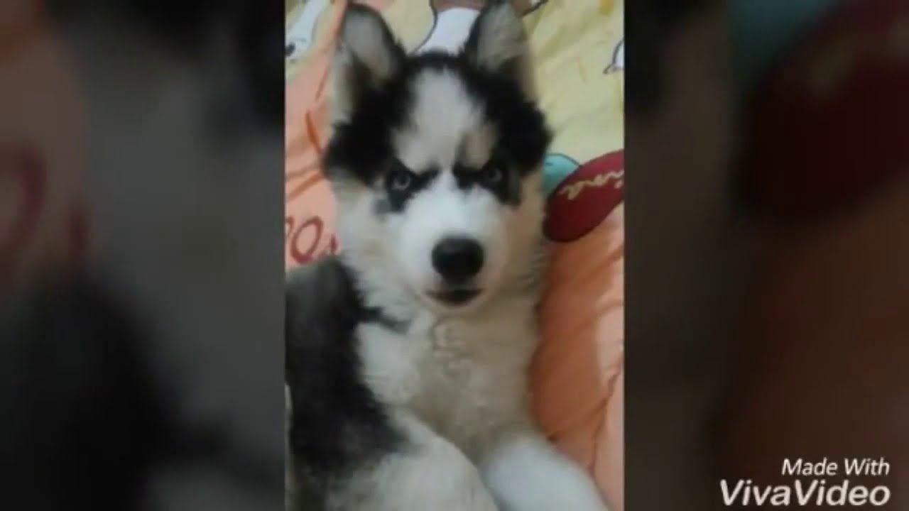 Siberian Husky Getting A Belly Rub - YouTube
