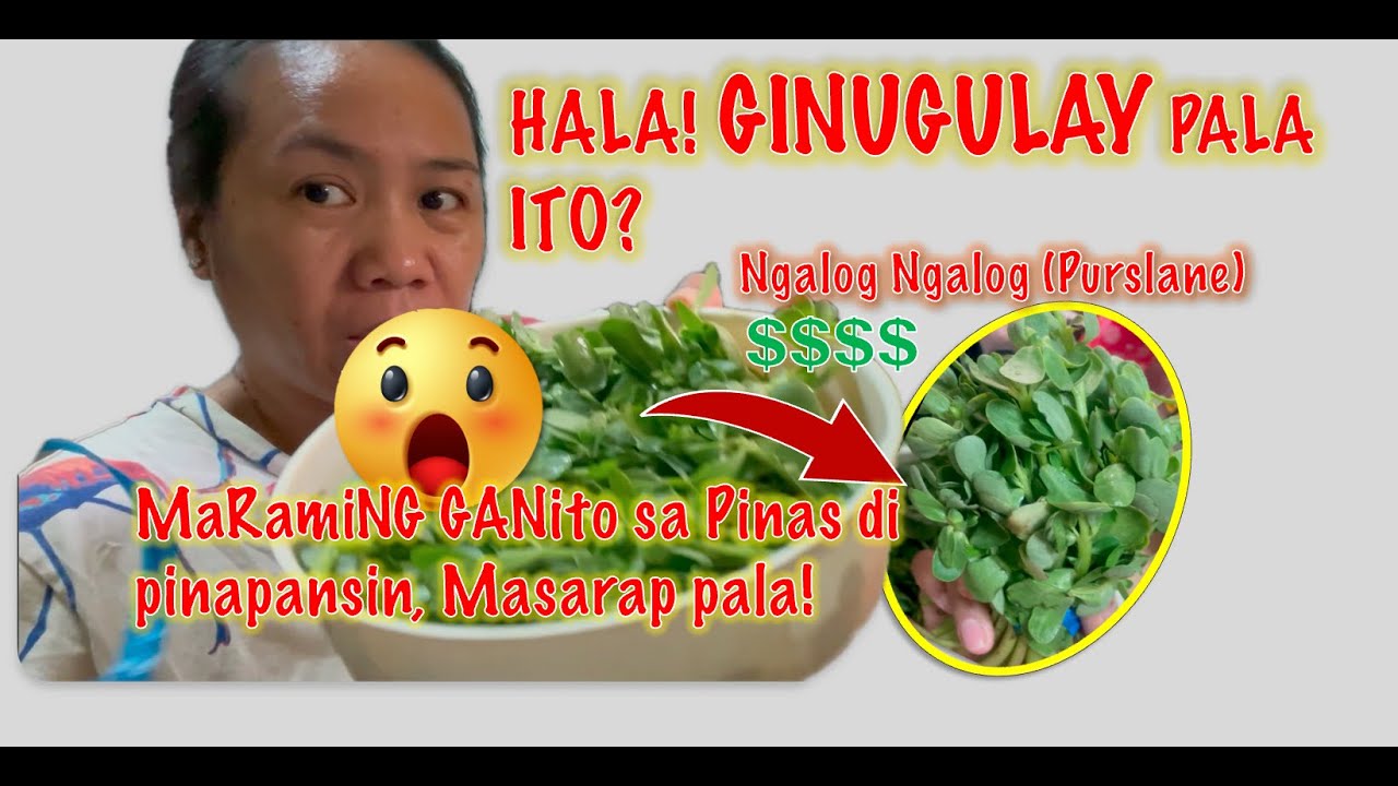 Damo sa Pinas, ginugulay pala ito sa ibang bansa?Purslane (Ngalog ...