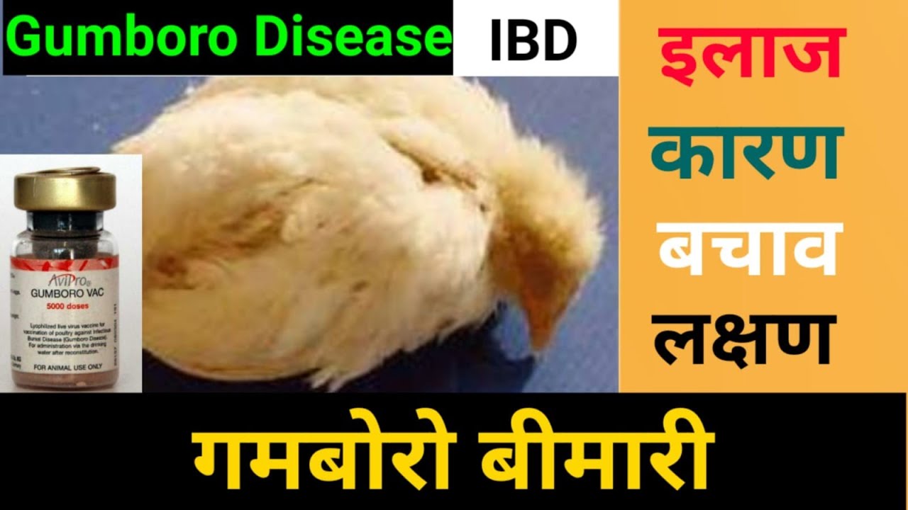 Treatment Of Gumboro Disease In Poultry at Sara Huff blog