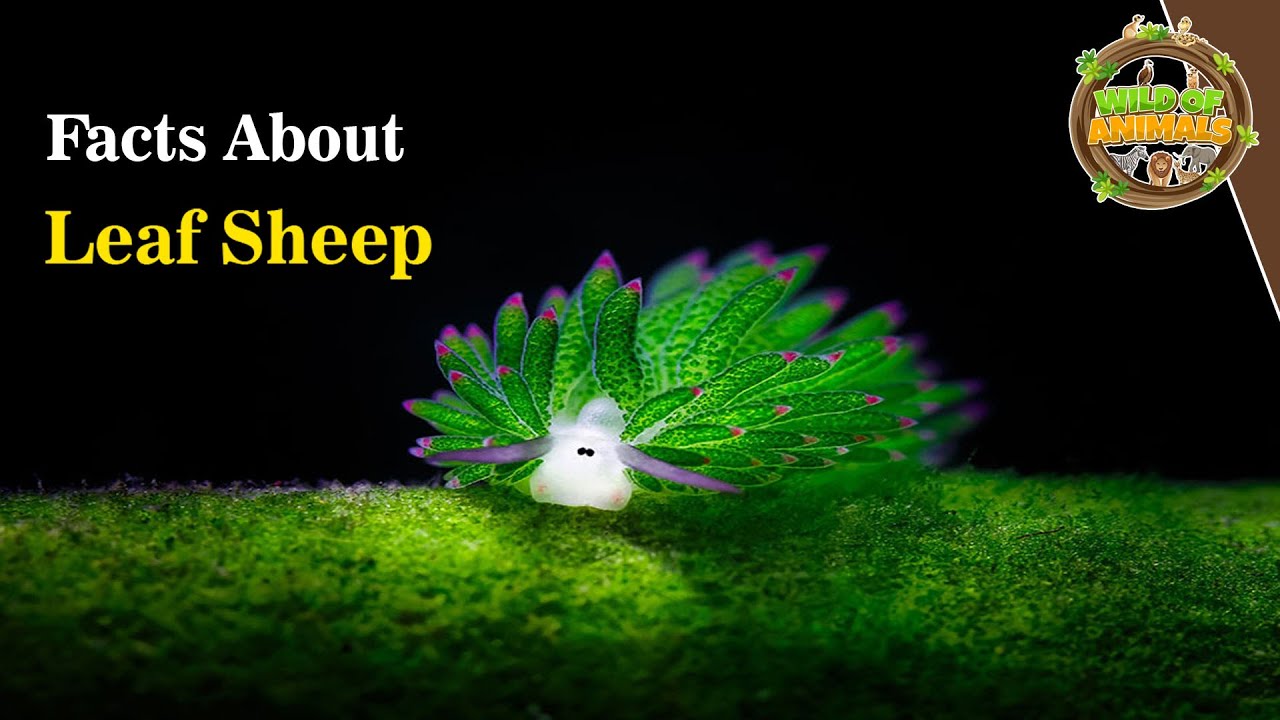 leaf sheep:Leaf slug - YouTube