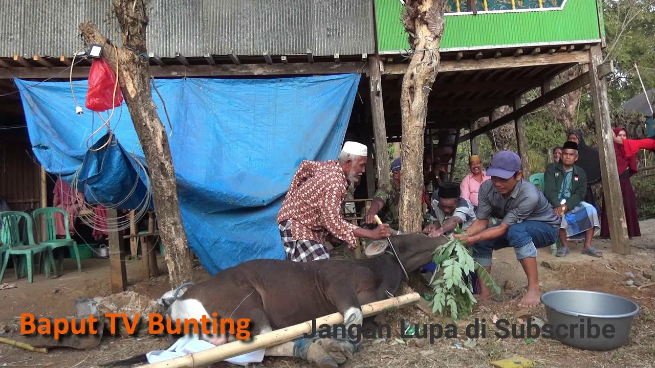 VIRAL!!! SAPI KEBAL || Sapi ajaib di Dunia tidak mempan disembelih ...