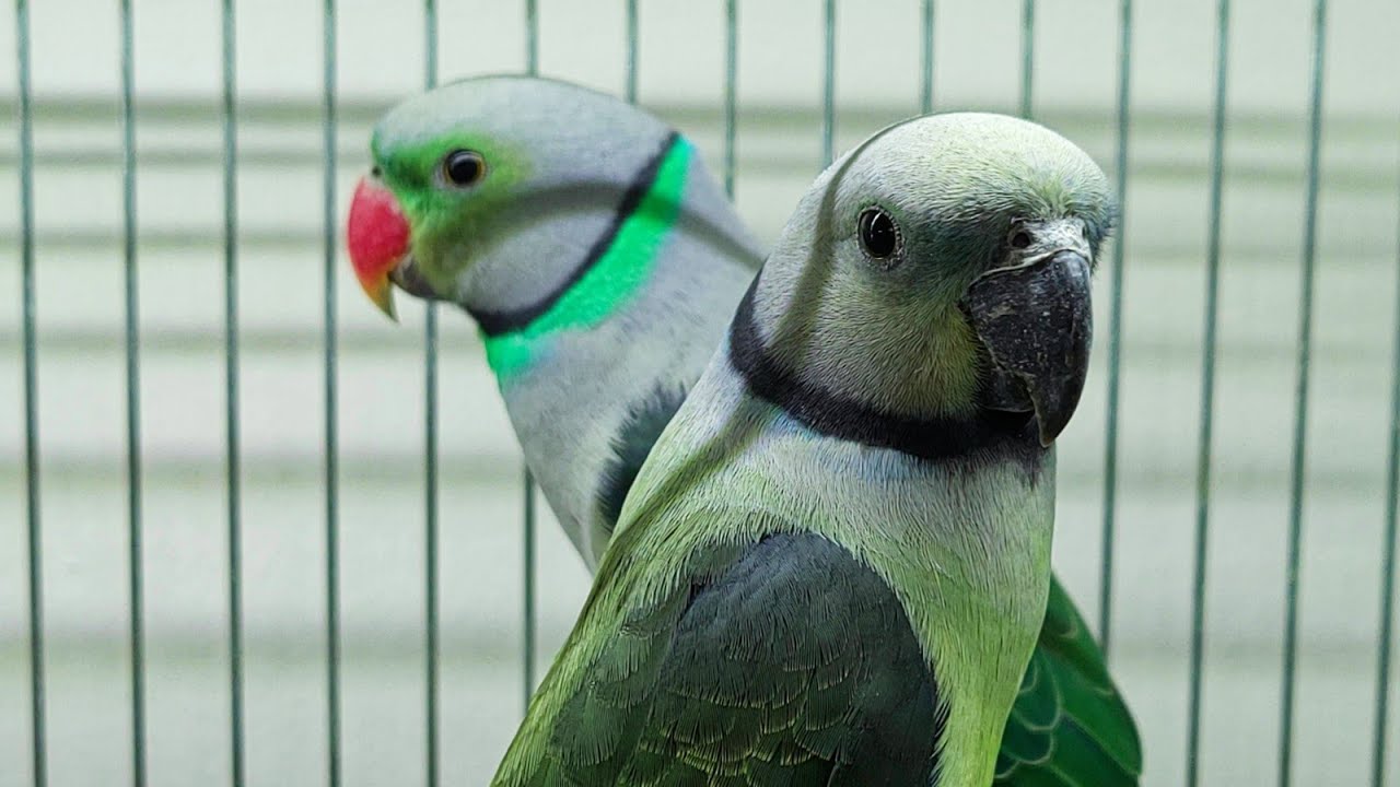 PERRUCHE DE MALABAR - Psittacula columboides - BLUE-WINGED PARAKEET ...